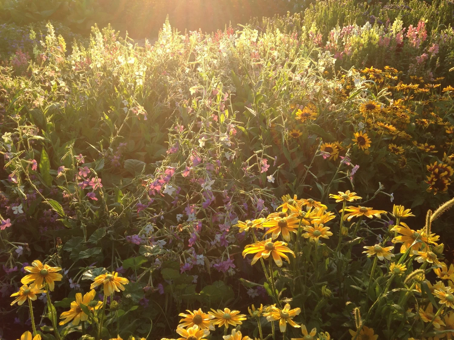 The Magic Garden
