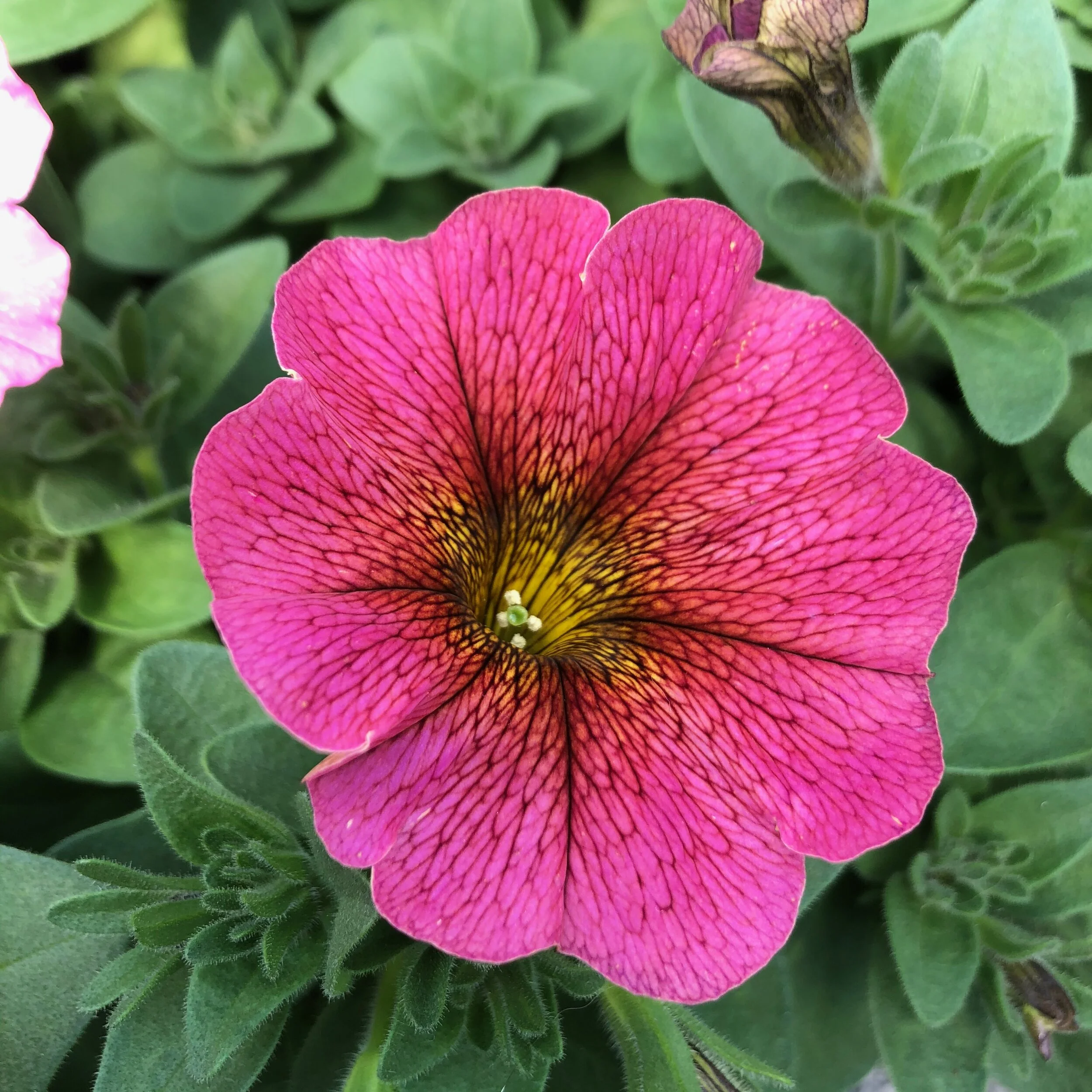 Annuals — The Magic Garden