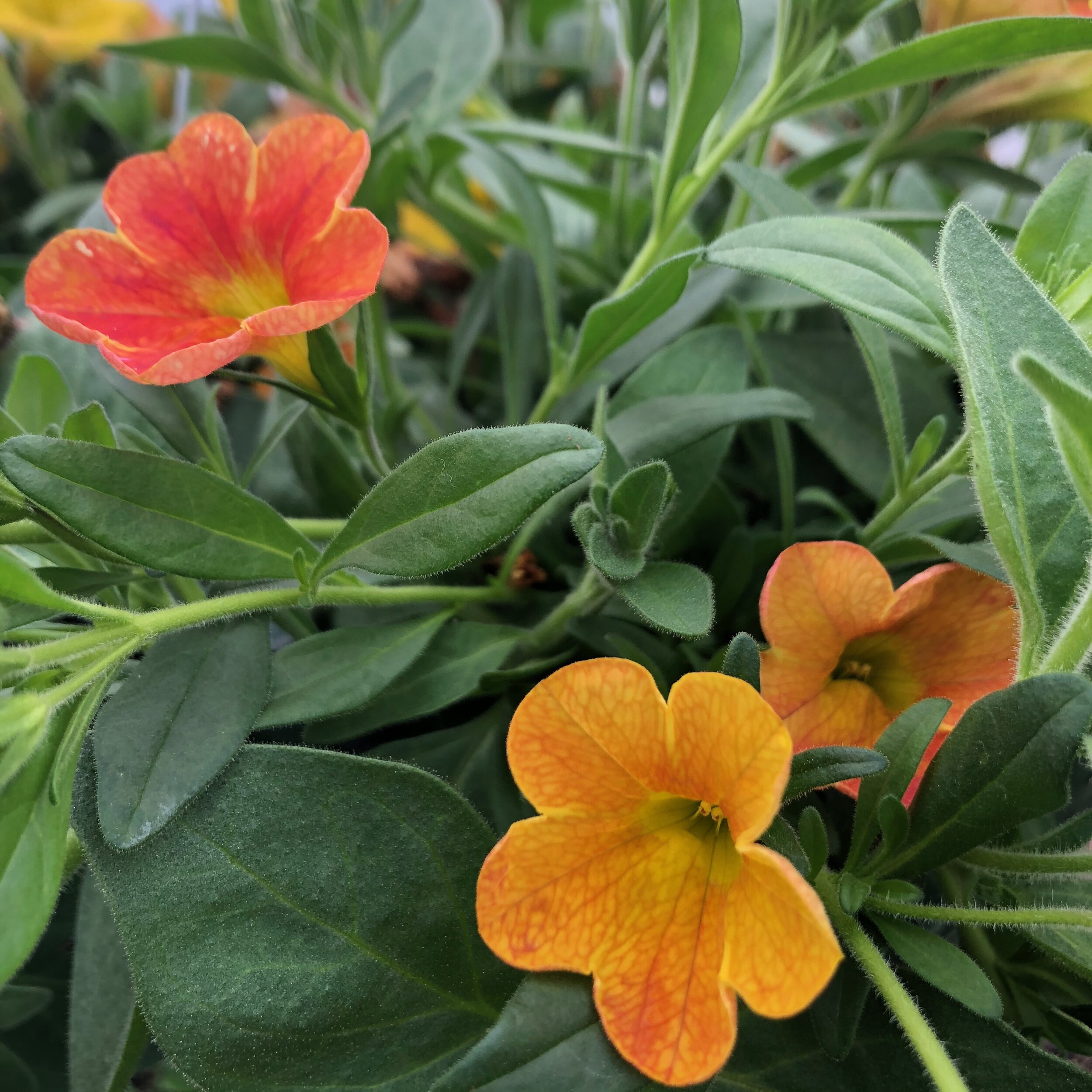 Annuals — The Magic Garden