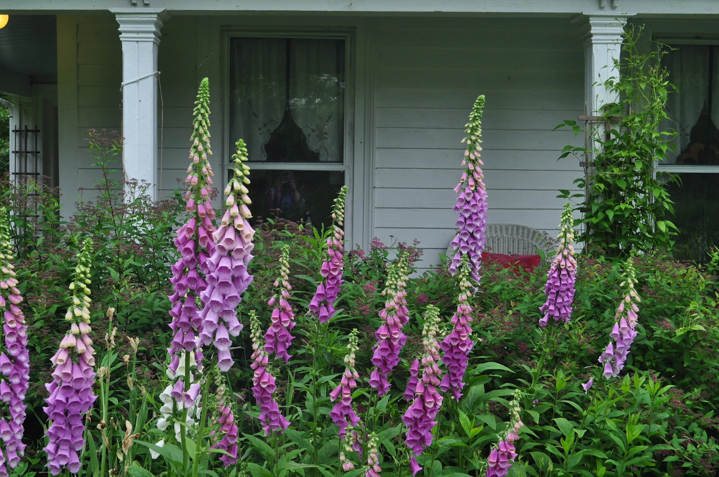 Perennials — The Magic Garden