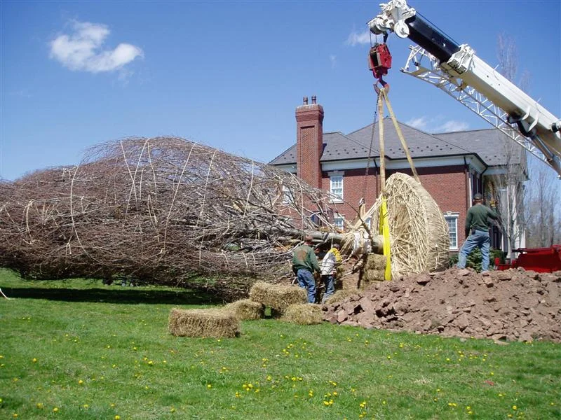 American Treescapes • Large Tree Experts • Large Beech Move