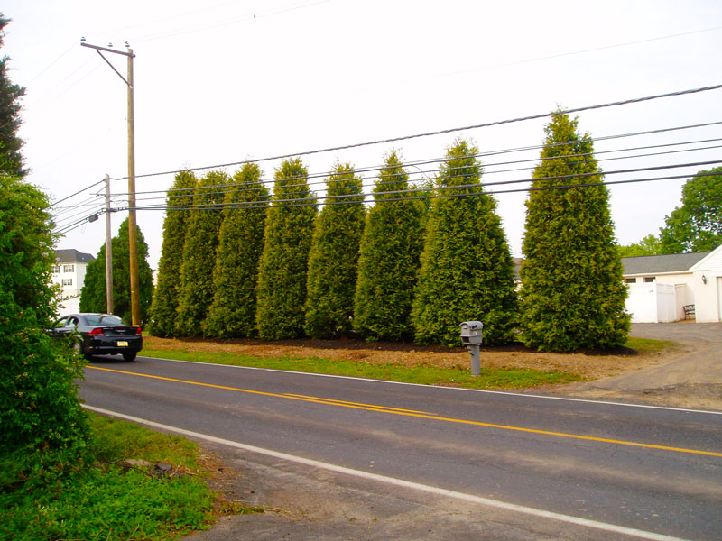 American Treescapes • Large Tree Experts • Before & After