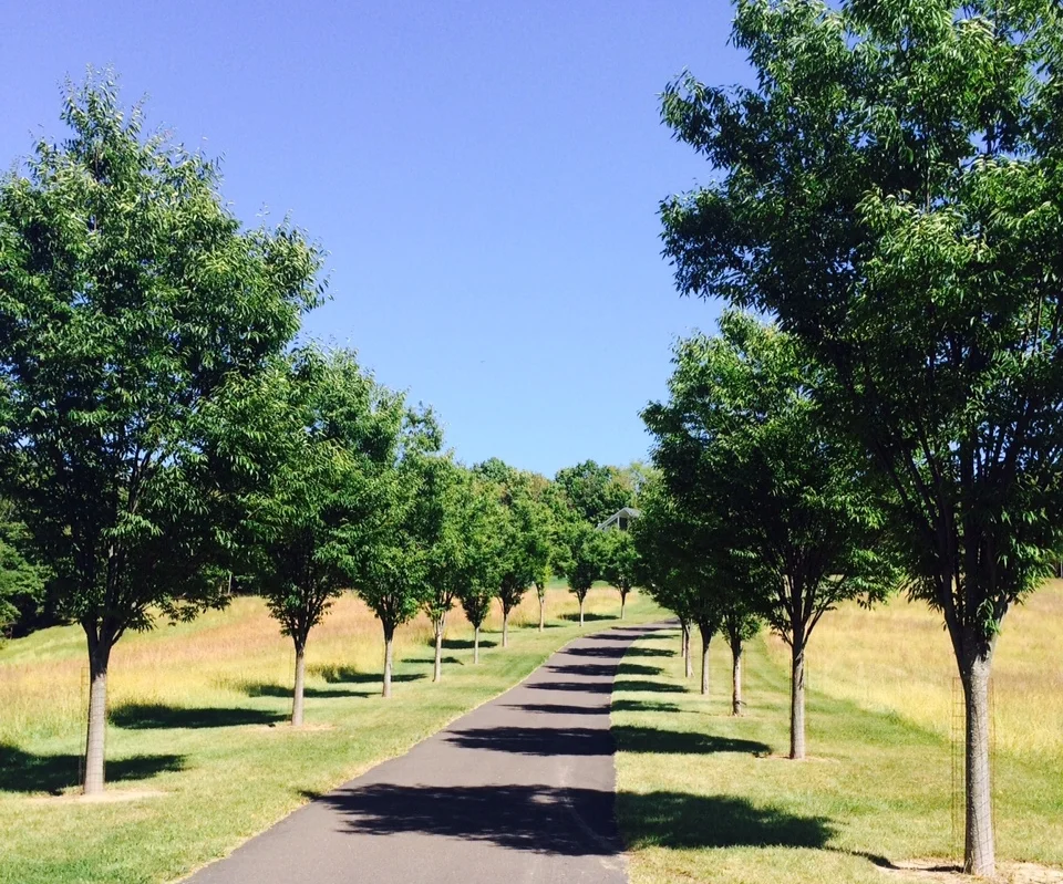 American Treescapes • Large Tree Experts • Before & After
