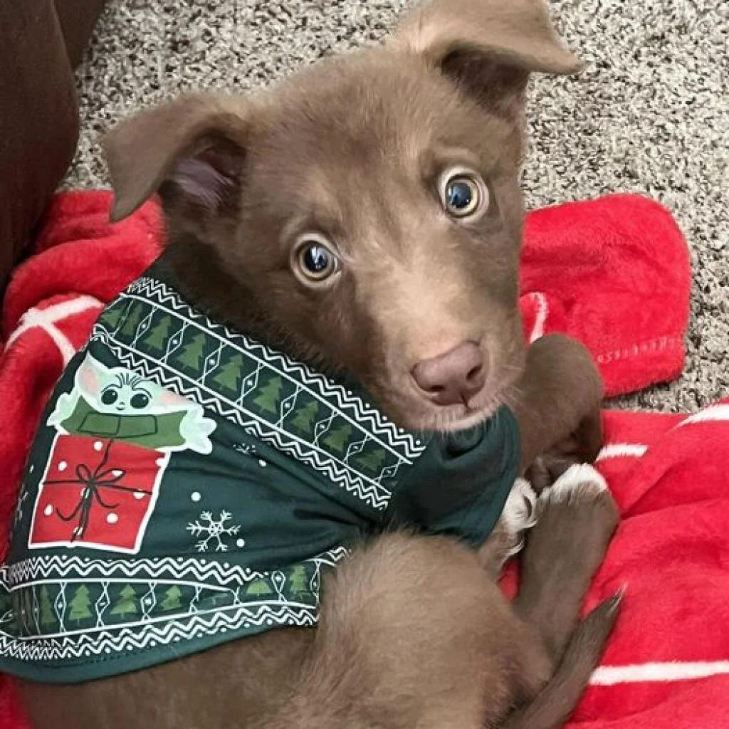 Carver Scott Humane Society