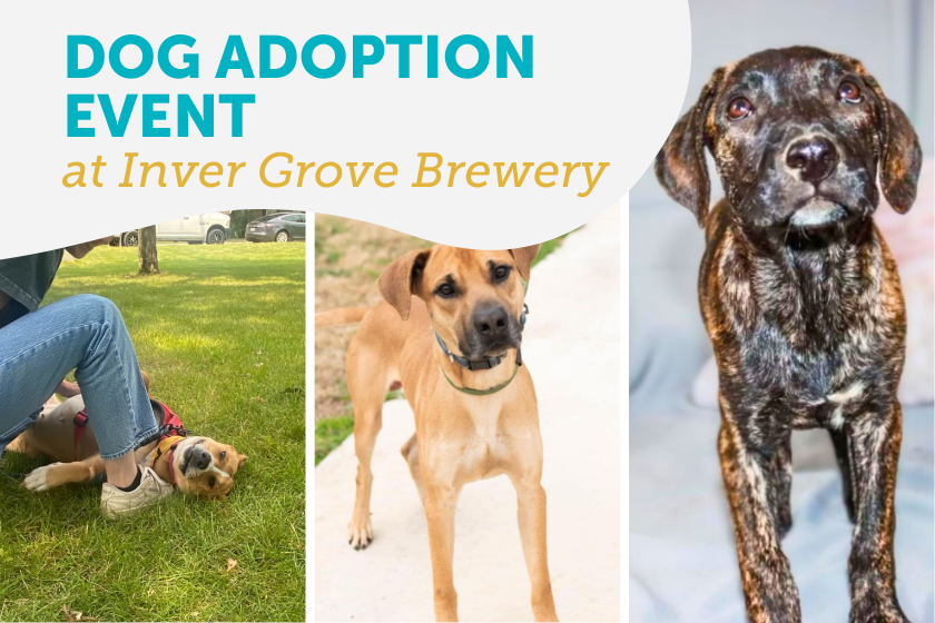 Dog Adoption Event at Inver Grove Brewery — Carver Scott Humane Society