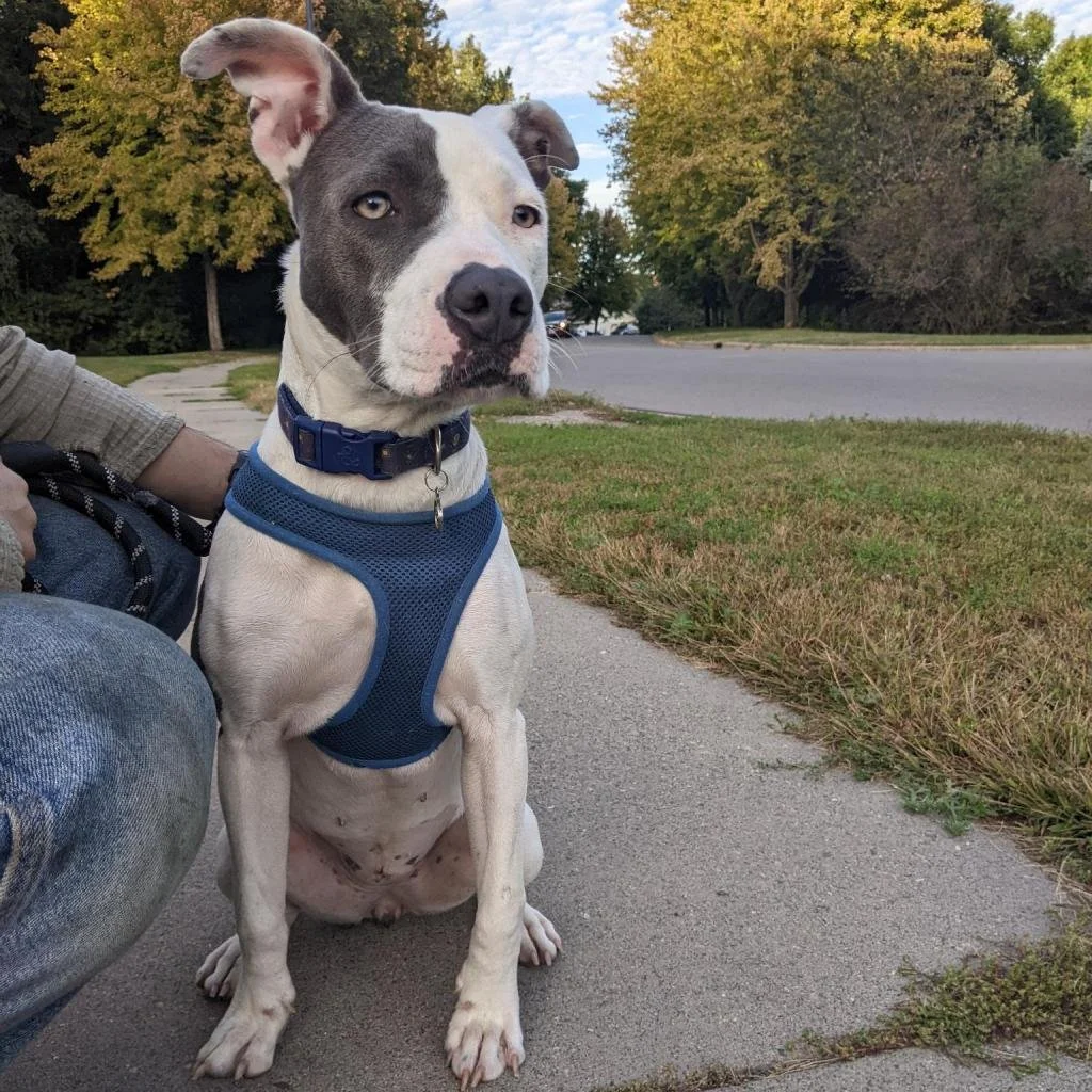 Adoption Support — Carver Scott Humane Society