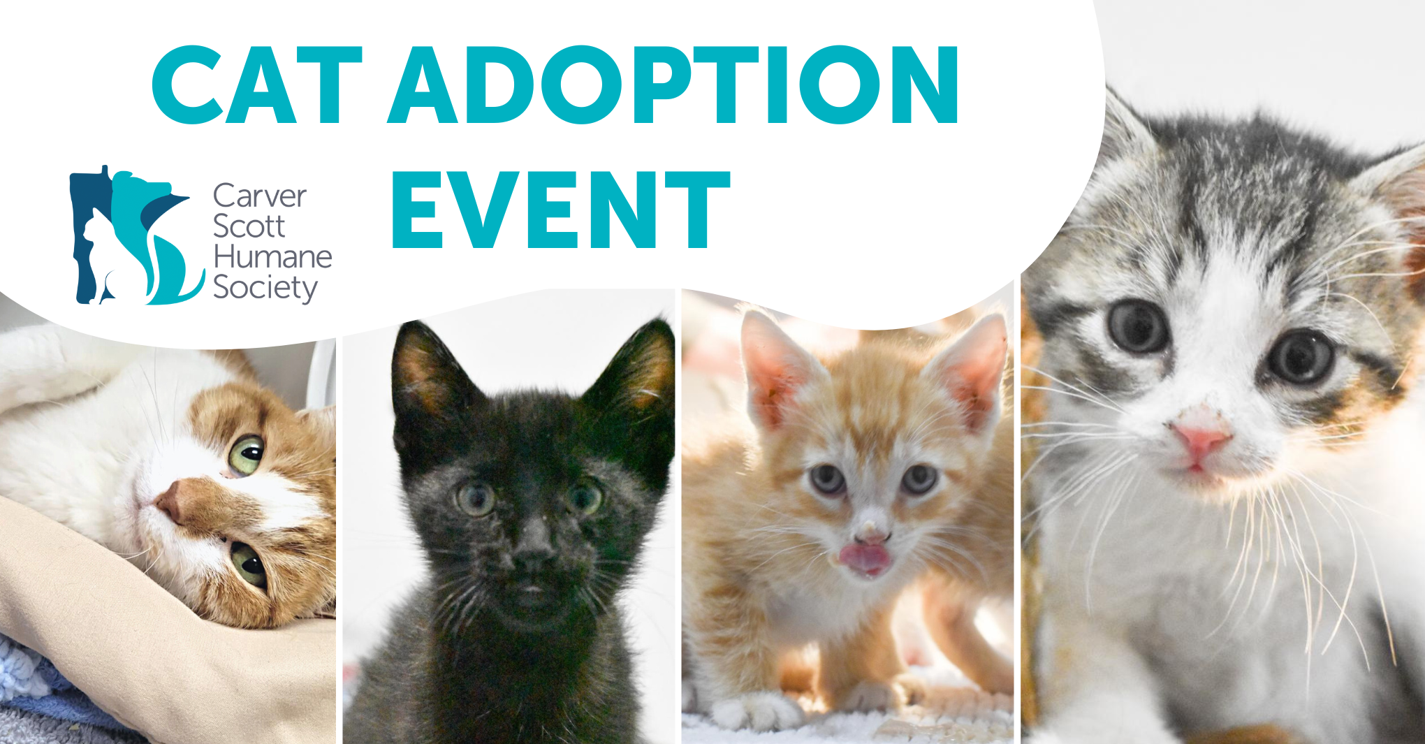 Humane Society Kittens For Adoption