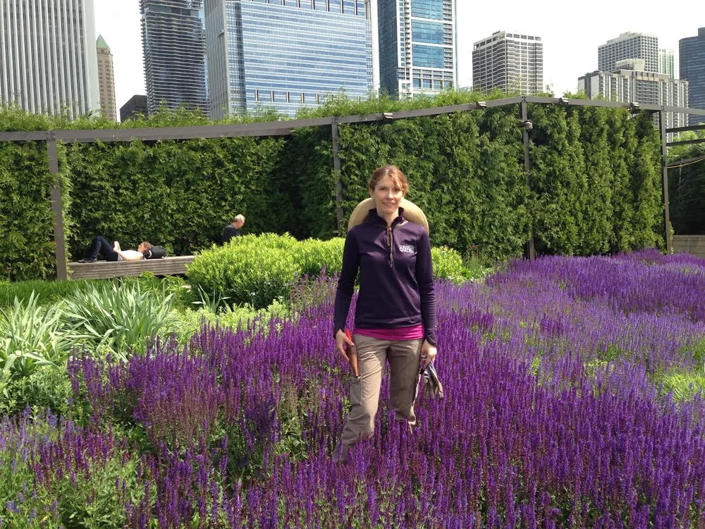 Lurie Garden Shoulder Hedge