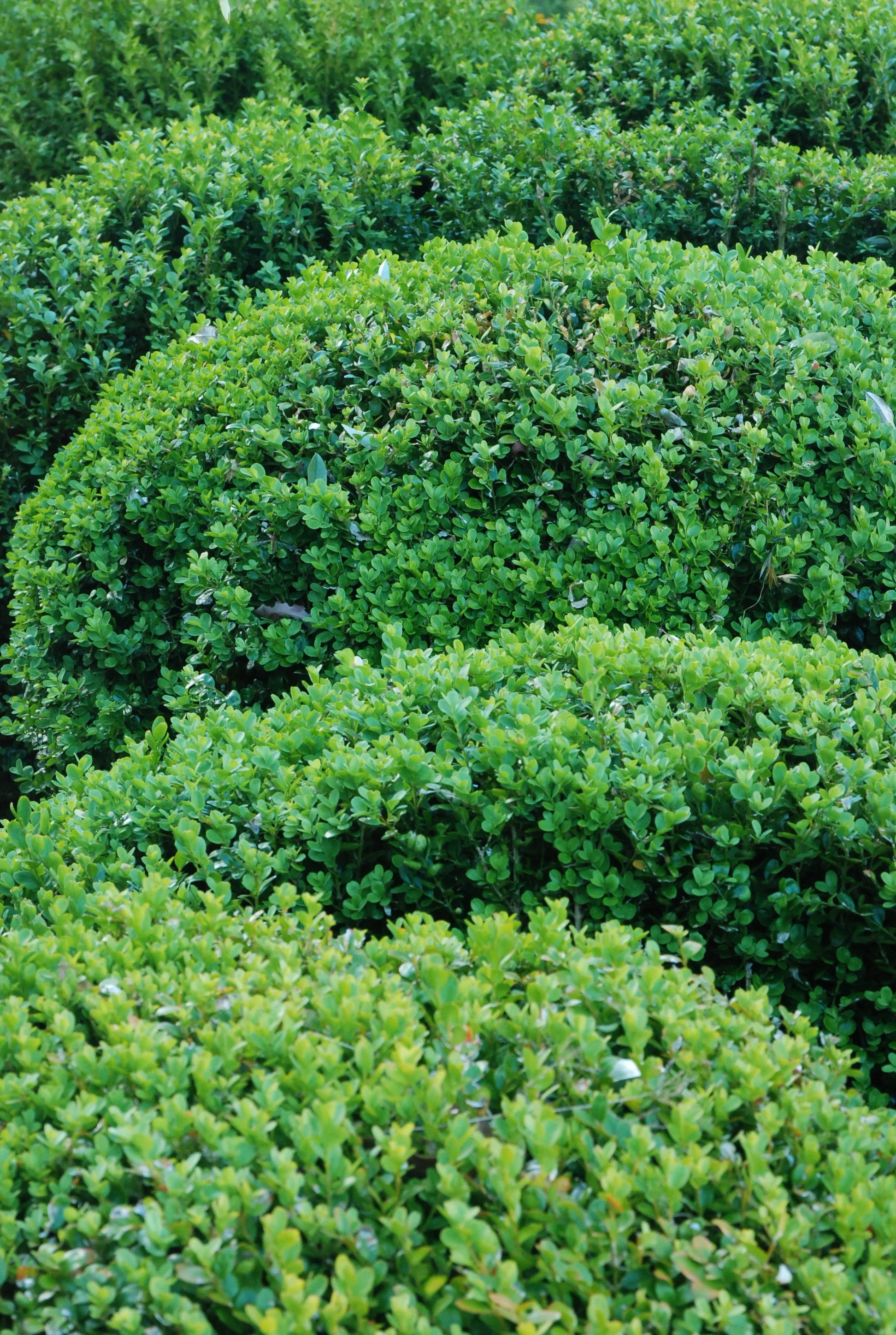 Specialty Nursery Profile: issima, Little Compton, Rhode Island ...