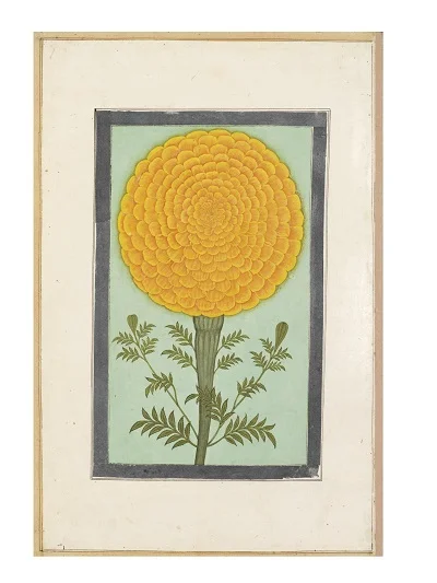 The Floral Empire: Flowers in the Arts of Mughal South Asia — Plinth et al