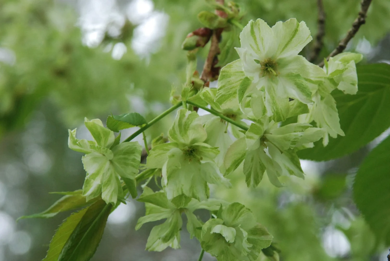 Prunus 'Gyoiko' — Plinth et al