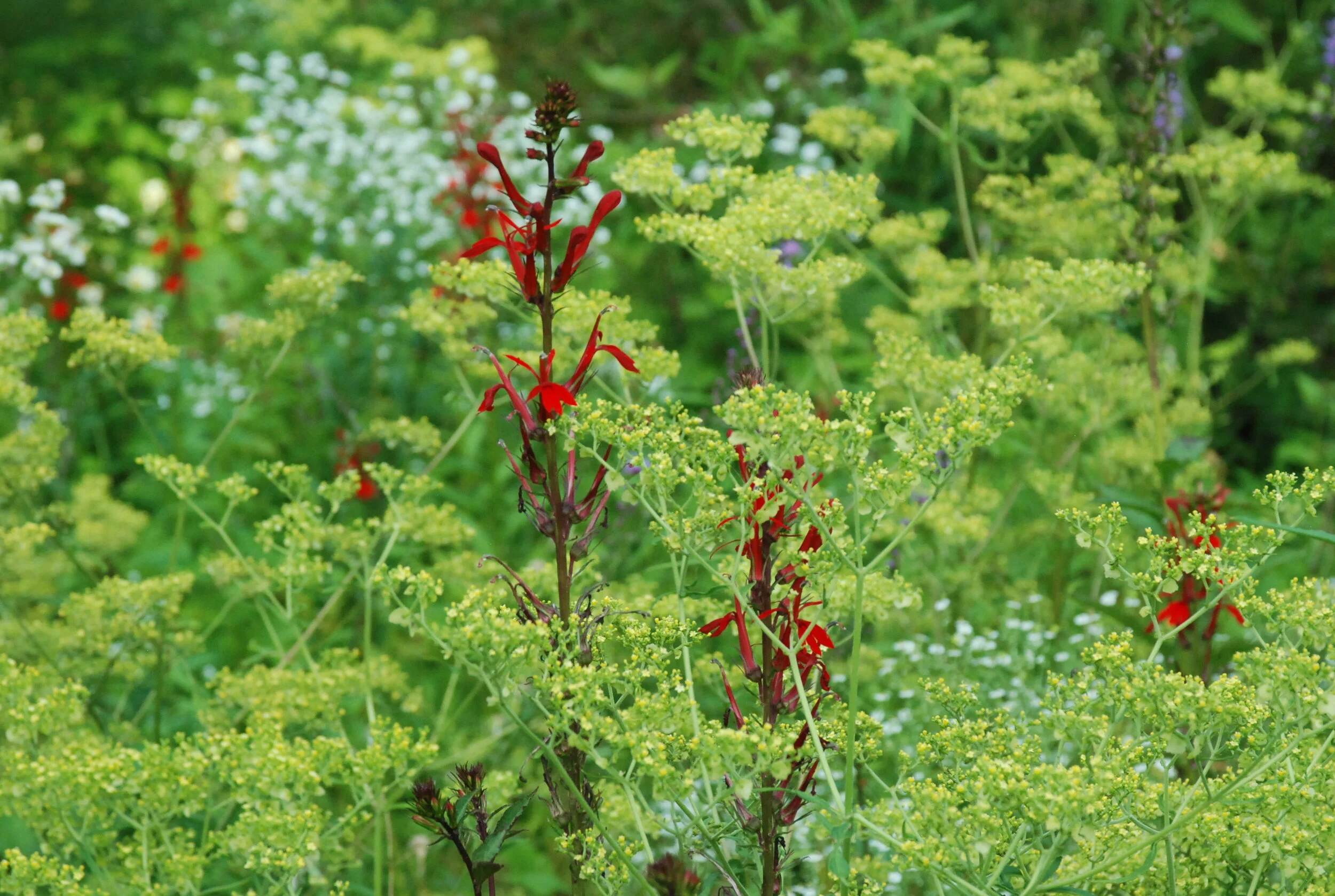 Specialty Nursery Profile: issima, Little Compton, Rhode Island ...