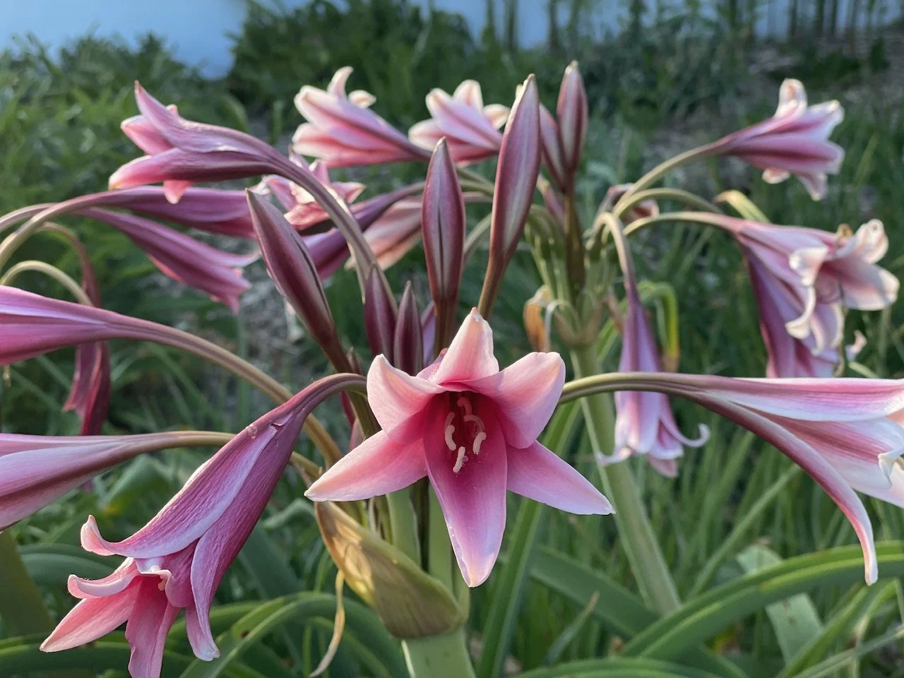 Overlooked Plants: Crinum bulbispermum (Orange River Lily) — Plinth et al