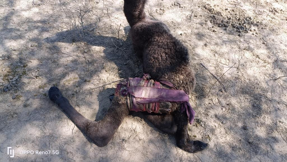 Help in Suffering (HIS) Camel Rescue Centre (CRC), Jaipur, India ...