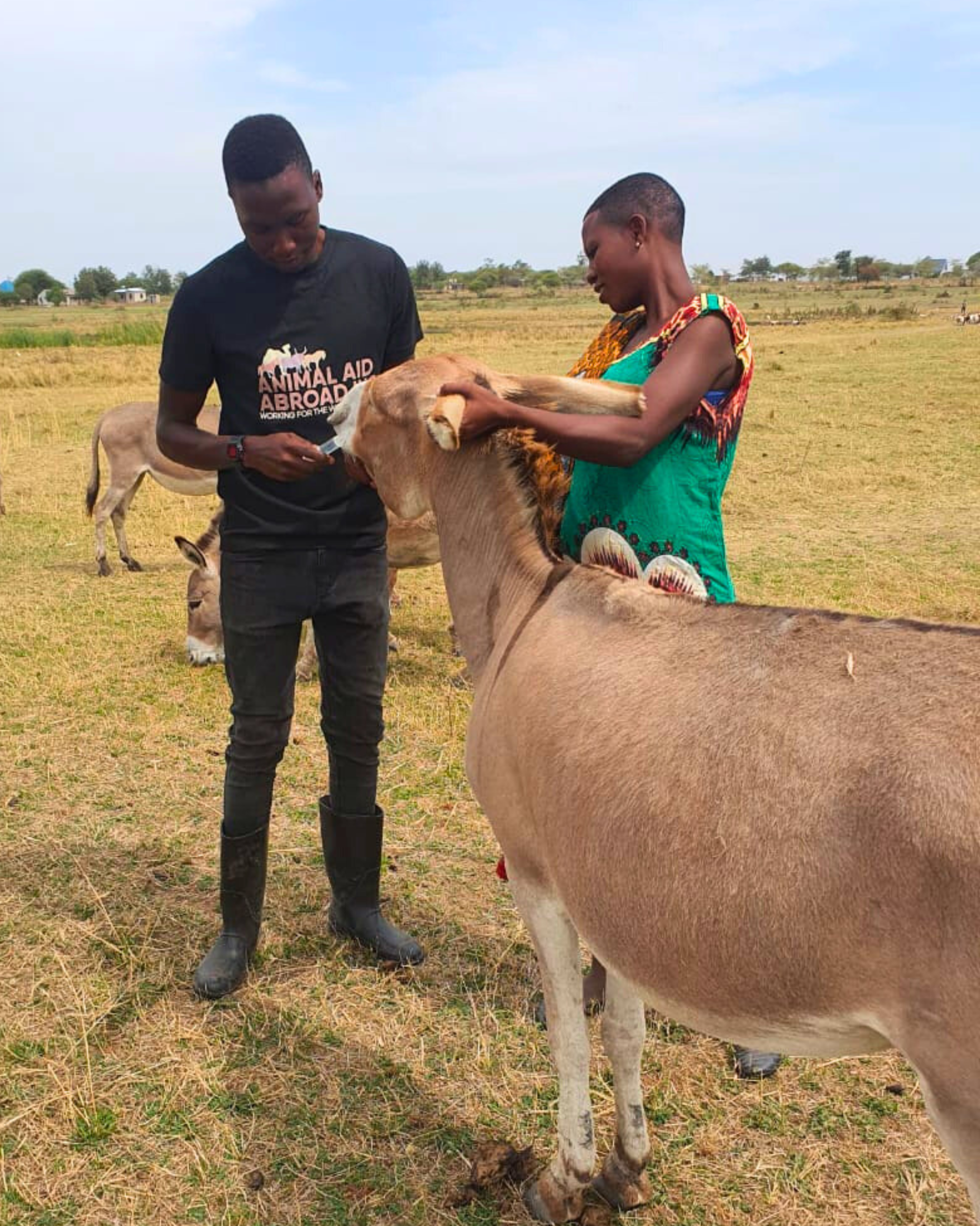 Animal Aid Abroad - Caring for the Working Animal Since 2007