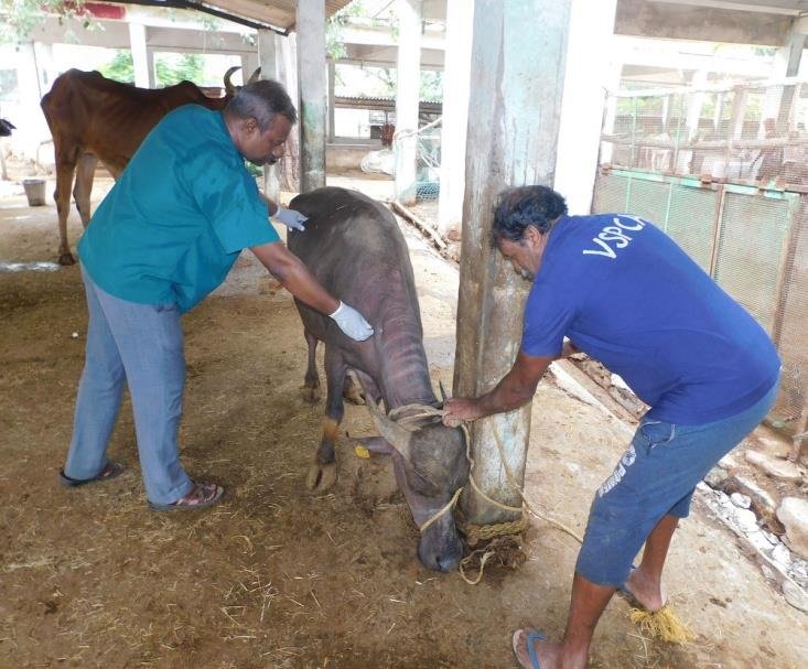 VSPCA Incredible Food Plan for Rescued Working Animals in India ...