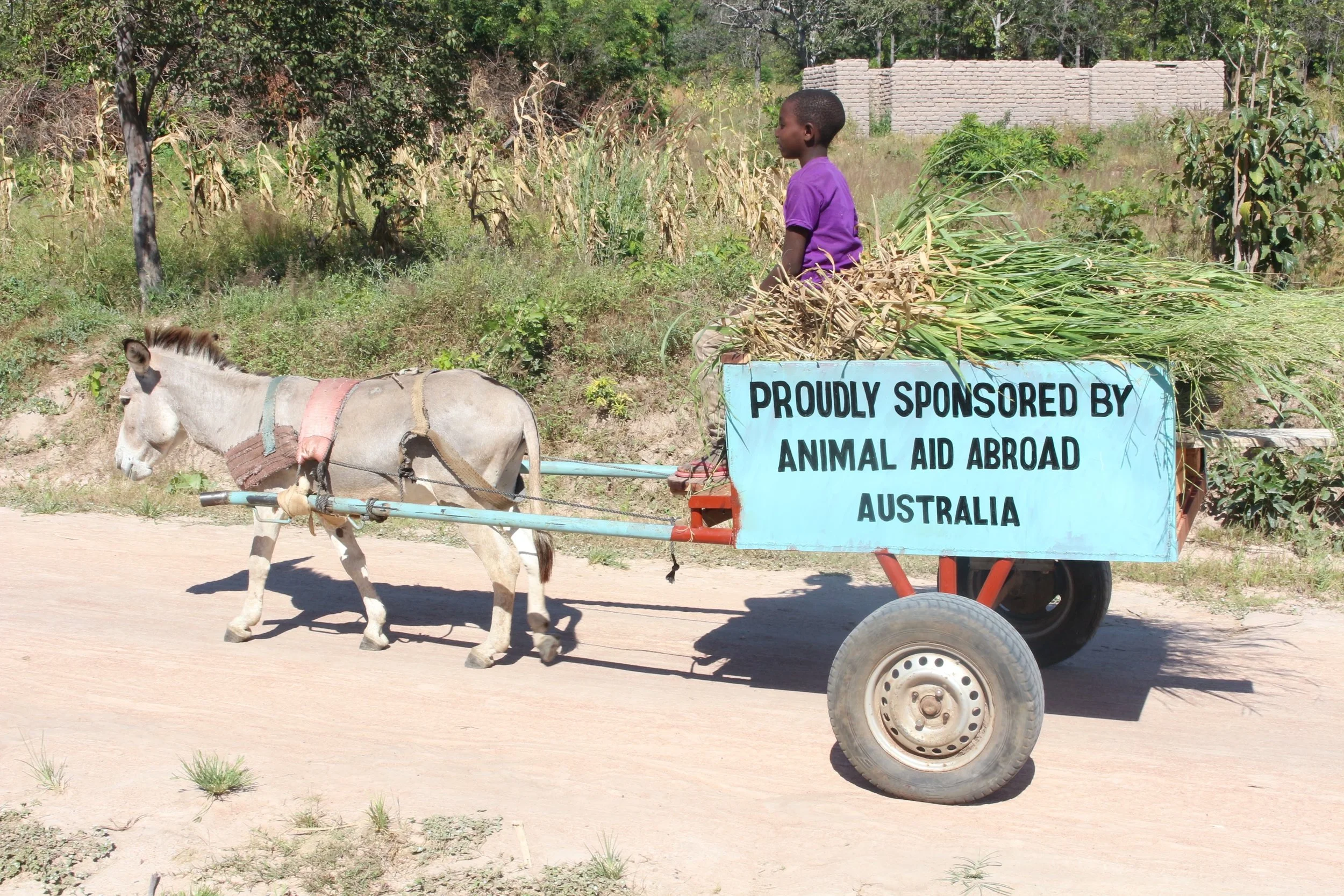 Positive change for working donkeys in Tanzania - Geita region ...