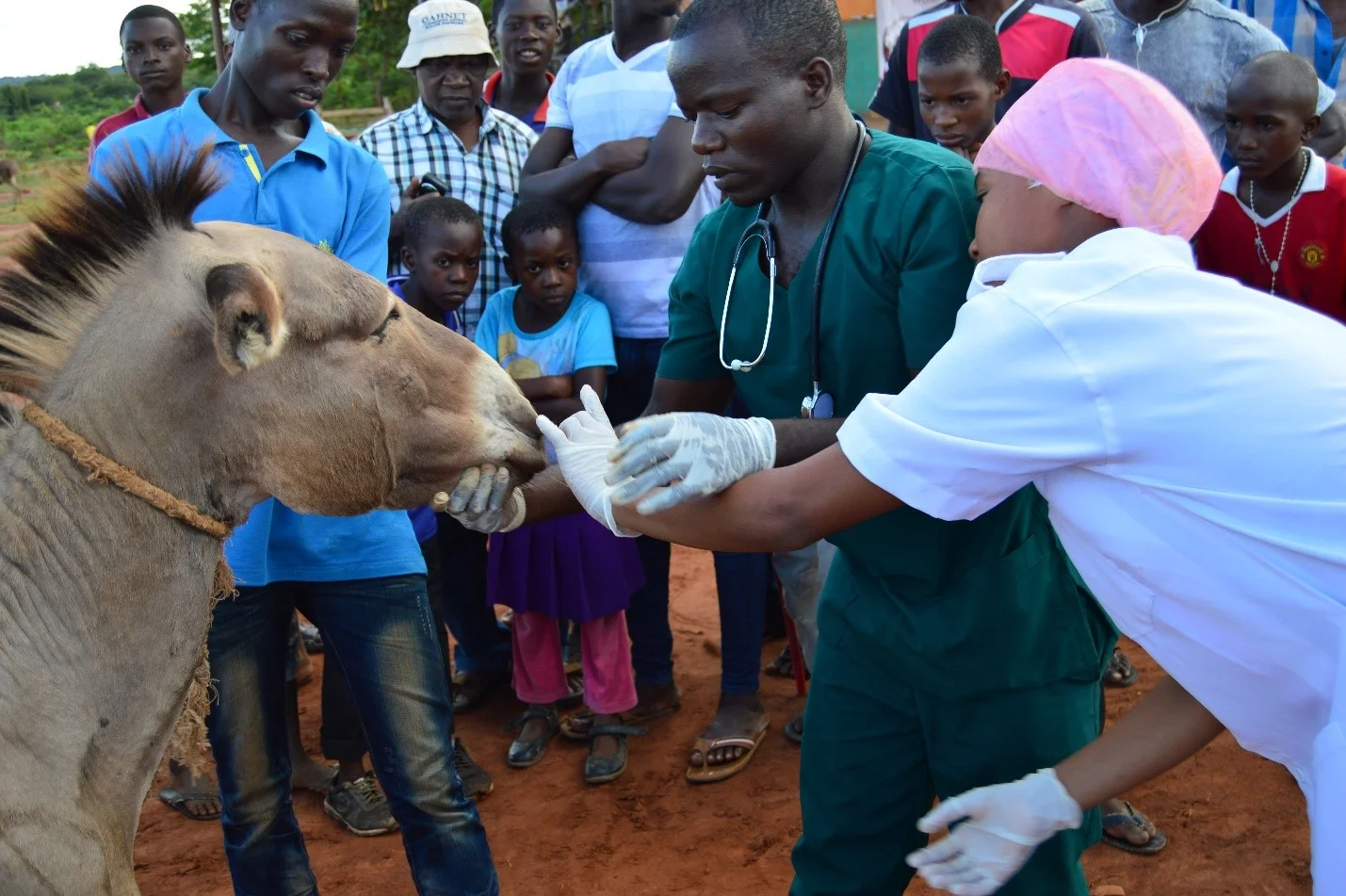 Positive change for working donkeys in Tanzania - Geita region ...