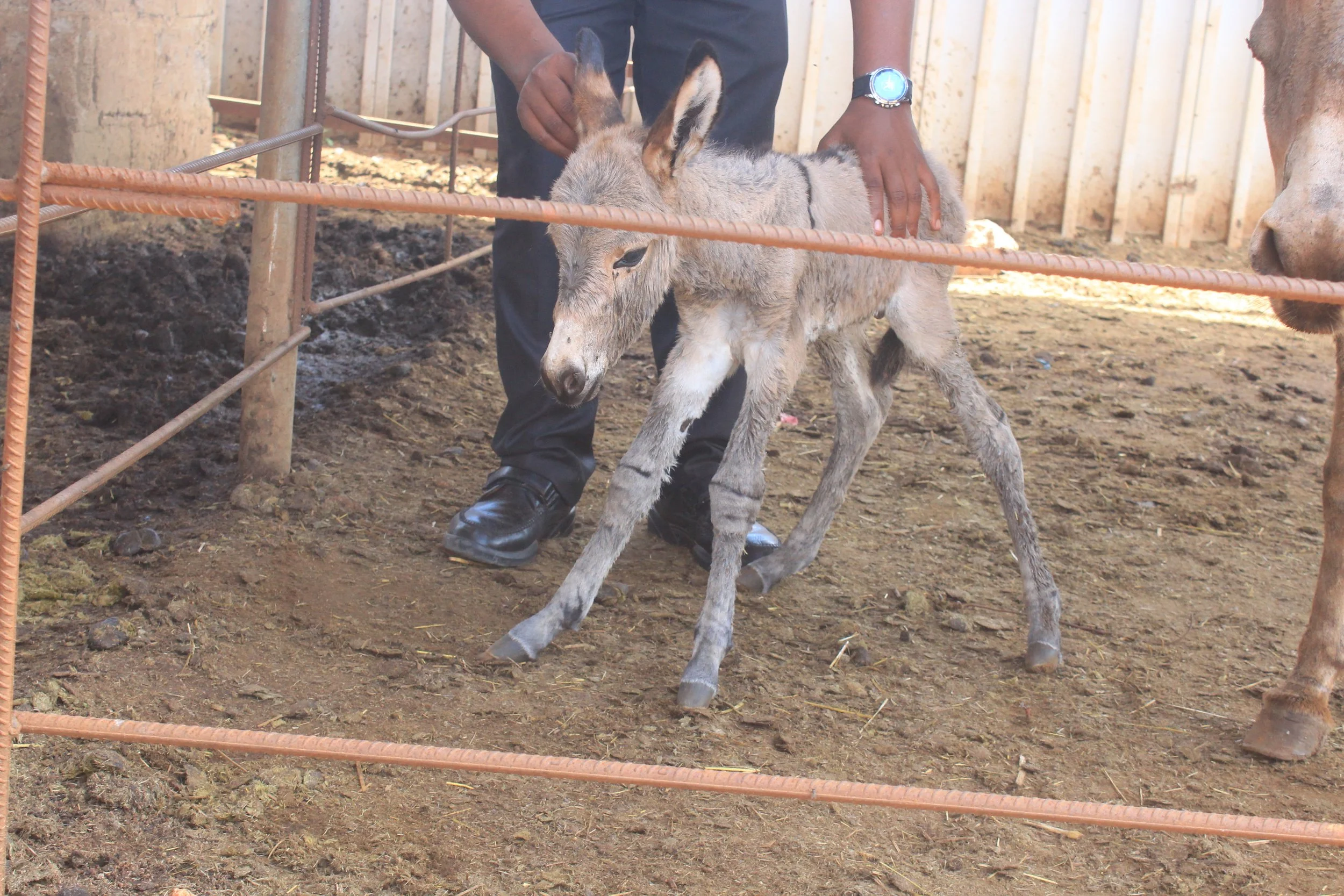 Positive change for working donkeys in Tanzania - Geita region ...