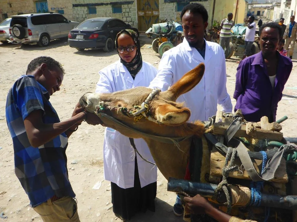 Overworked Donkeys in Somaliland Receive Free Vet Care — Animal Aid Abroad