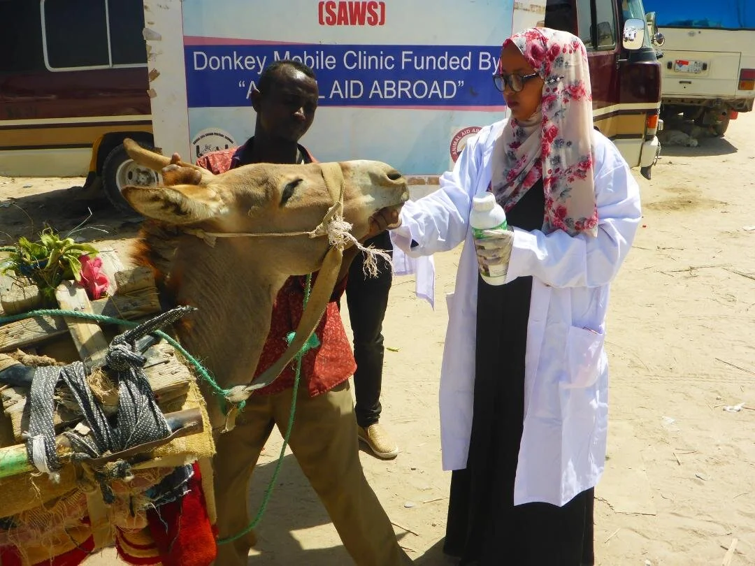 Overworked Donkeys in Somaliland Receive Free Vet Care — Animal Aid Abroad