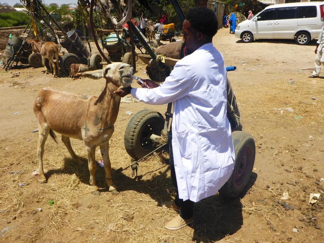 Overworked Donkeys in Somaliland Receive Free Vet Care — Animal Aid Abroad