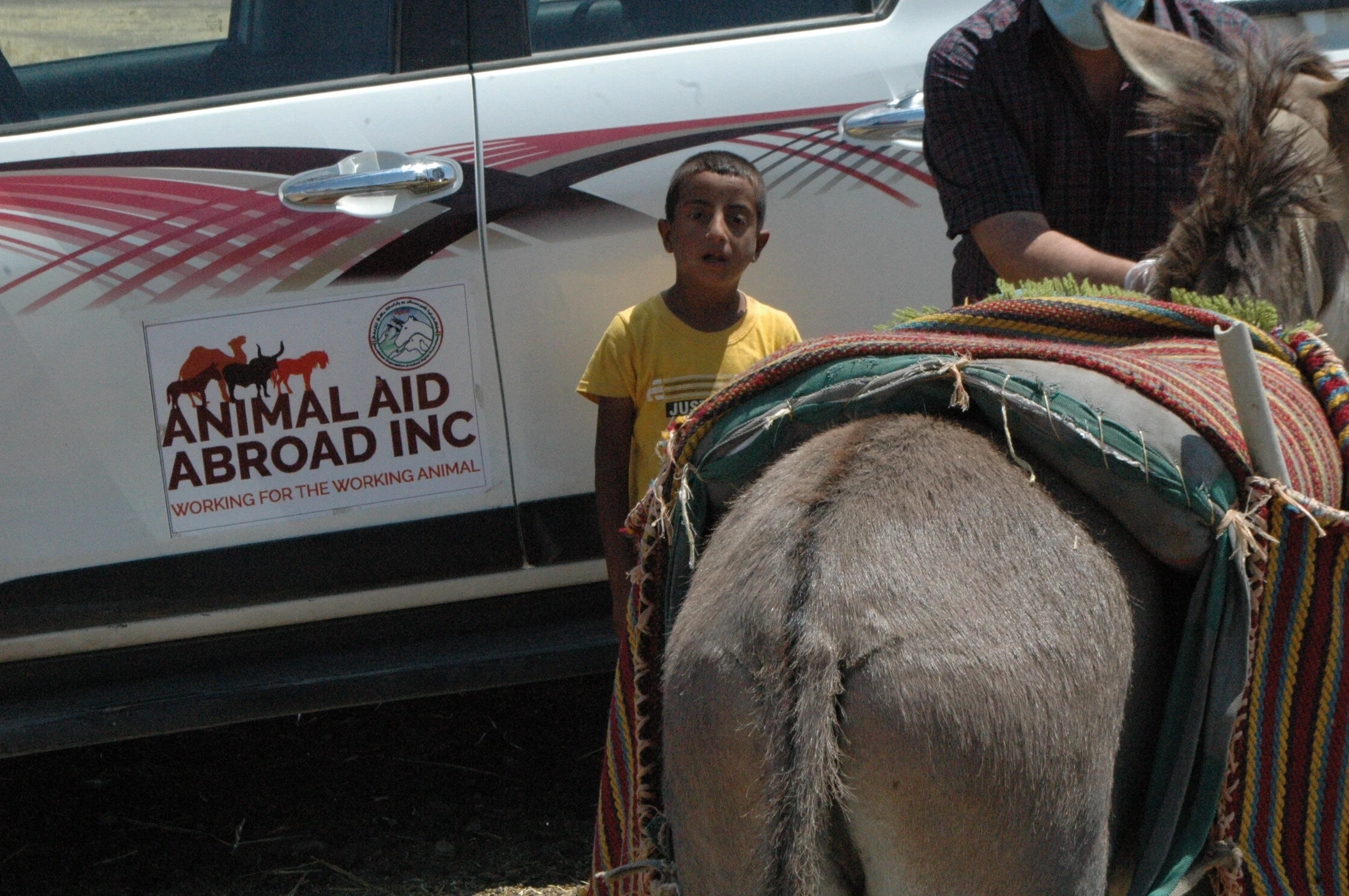 Kurdistan animals benefiting from KOARP — Animal Aid Abroad