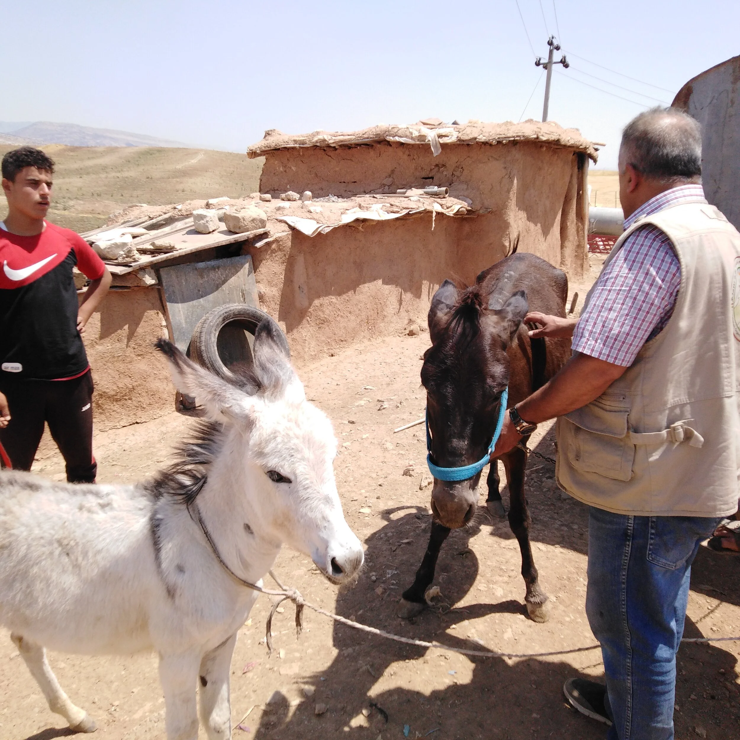 Kurdistan animals benefiting from KOARP — Animal Aid Abroad