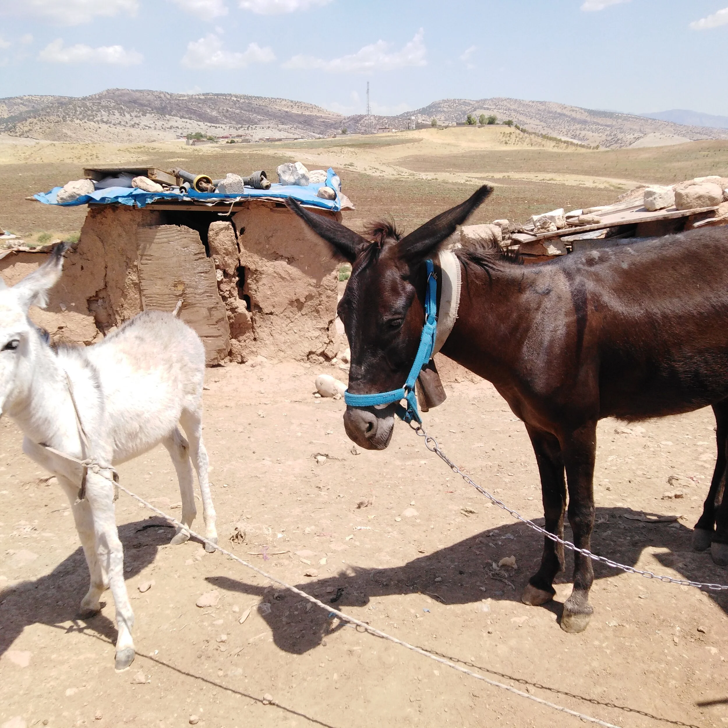 Kurdistan animals benefiting from KOARP — Animal Aid Abroad