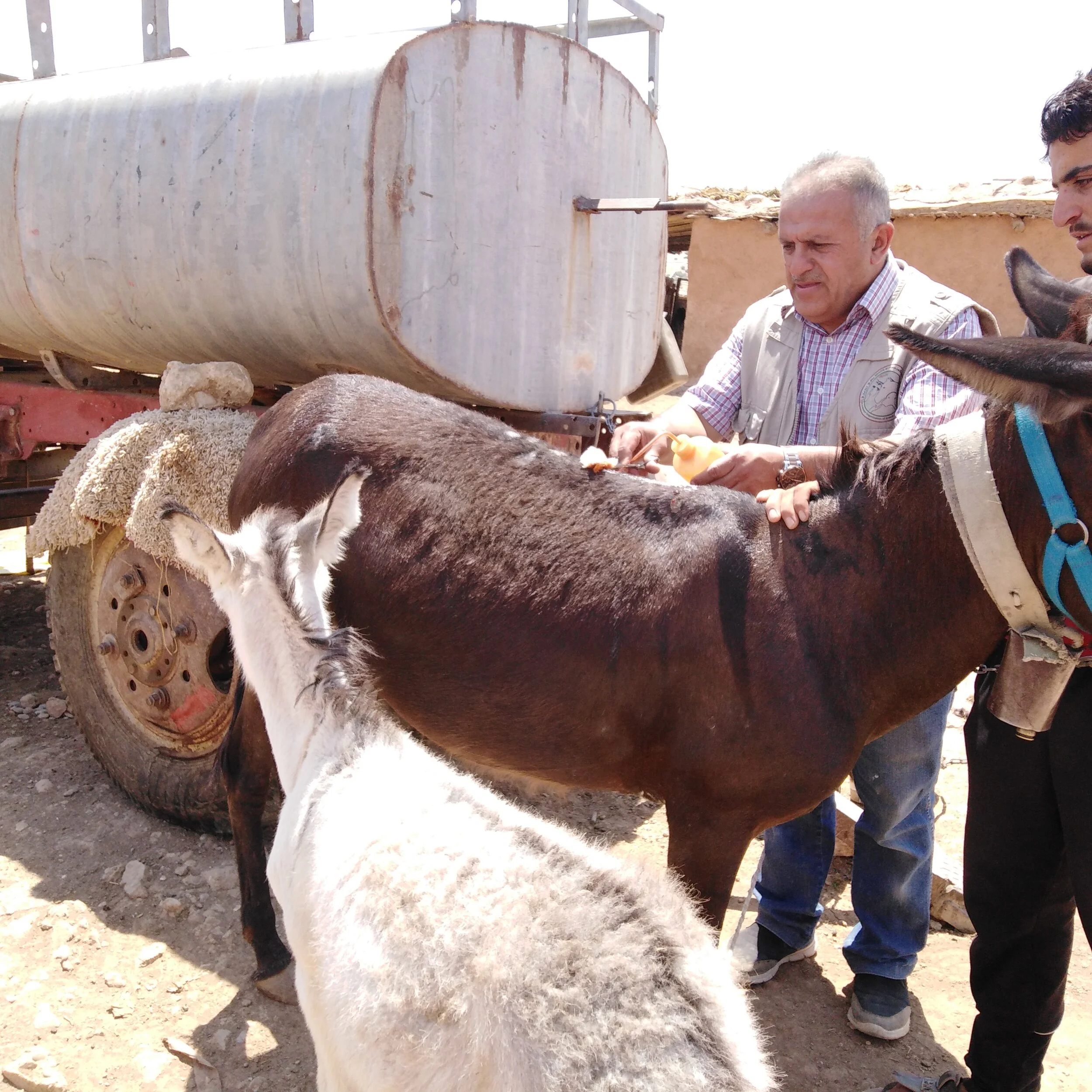 Kurdistan animals benefiting from KOARP — Animal Aid Abroad