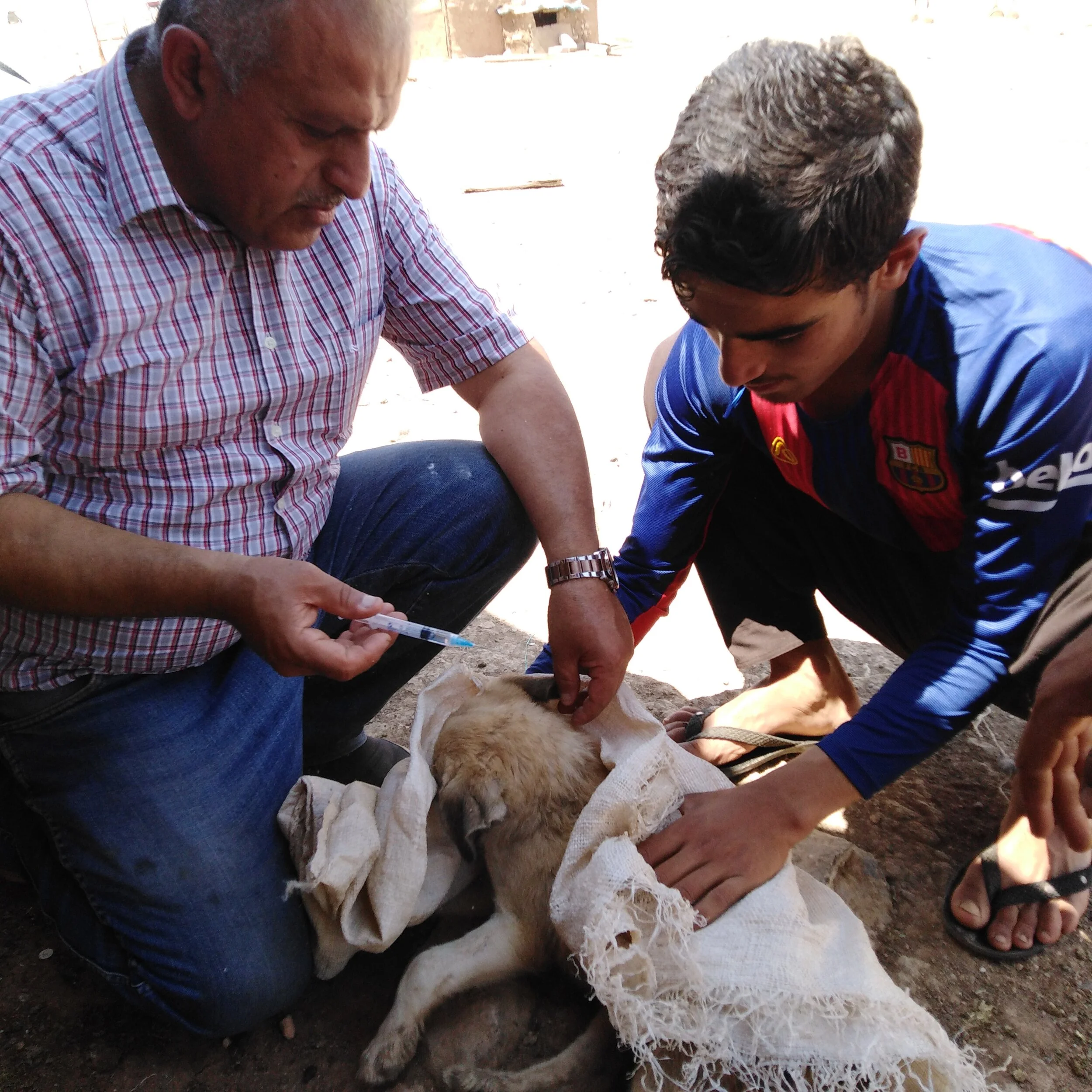 Kurdistan animals benefiting from KOARP — Animal Aid Abroad