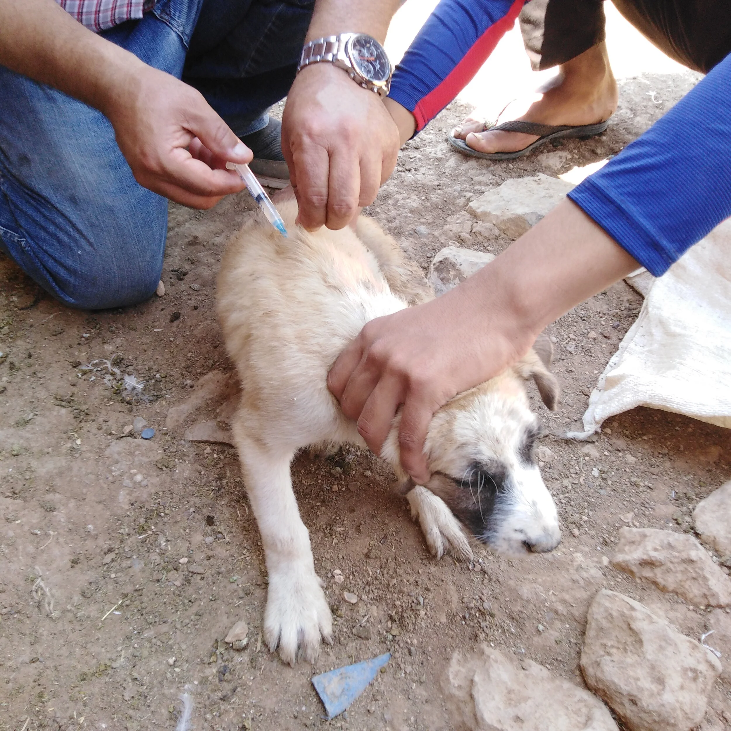 Kurdistan animals benefiting from KOARP — Animal Aid Abroad