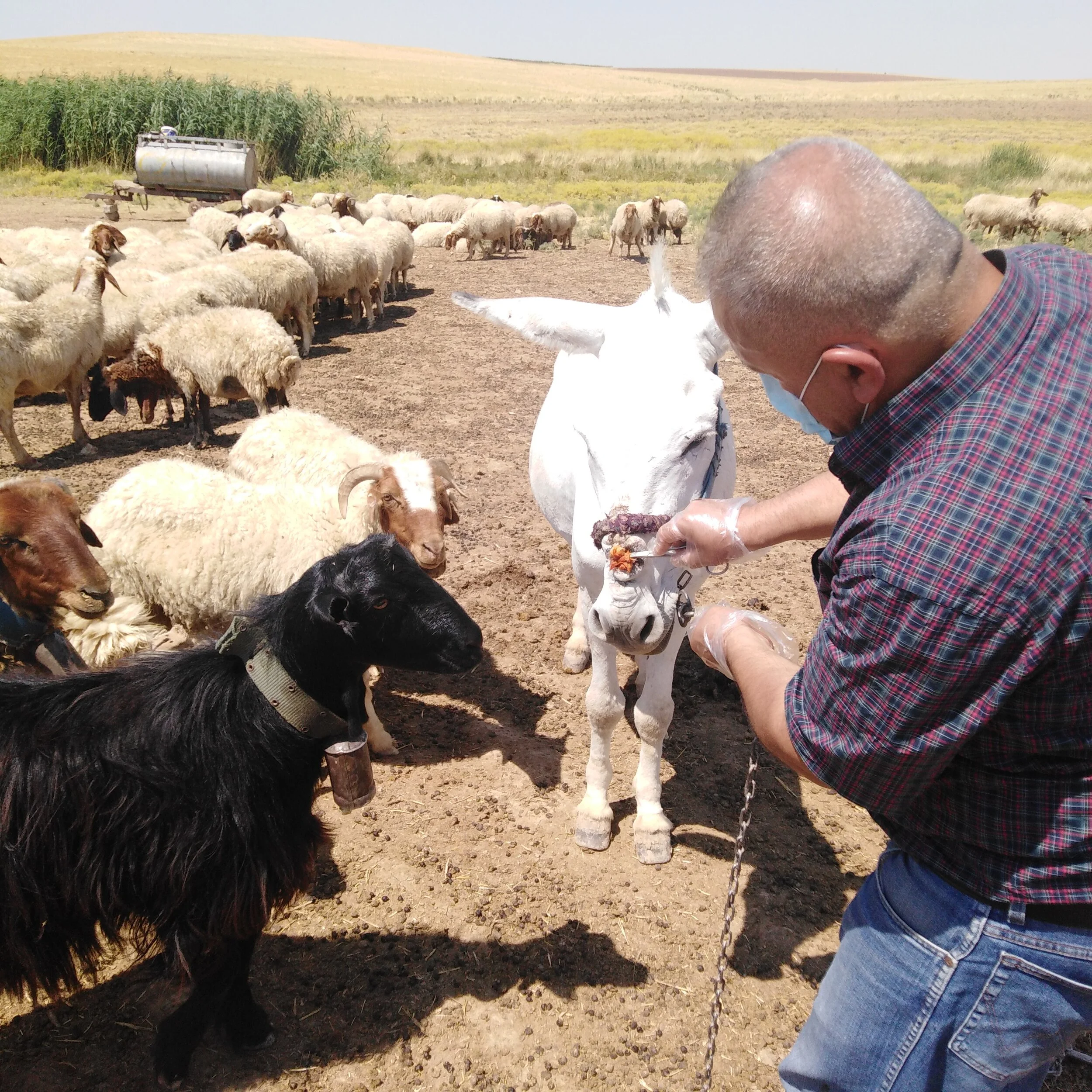 Kurdistan animals benefiting from KOARP — Animal Aid Abroad