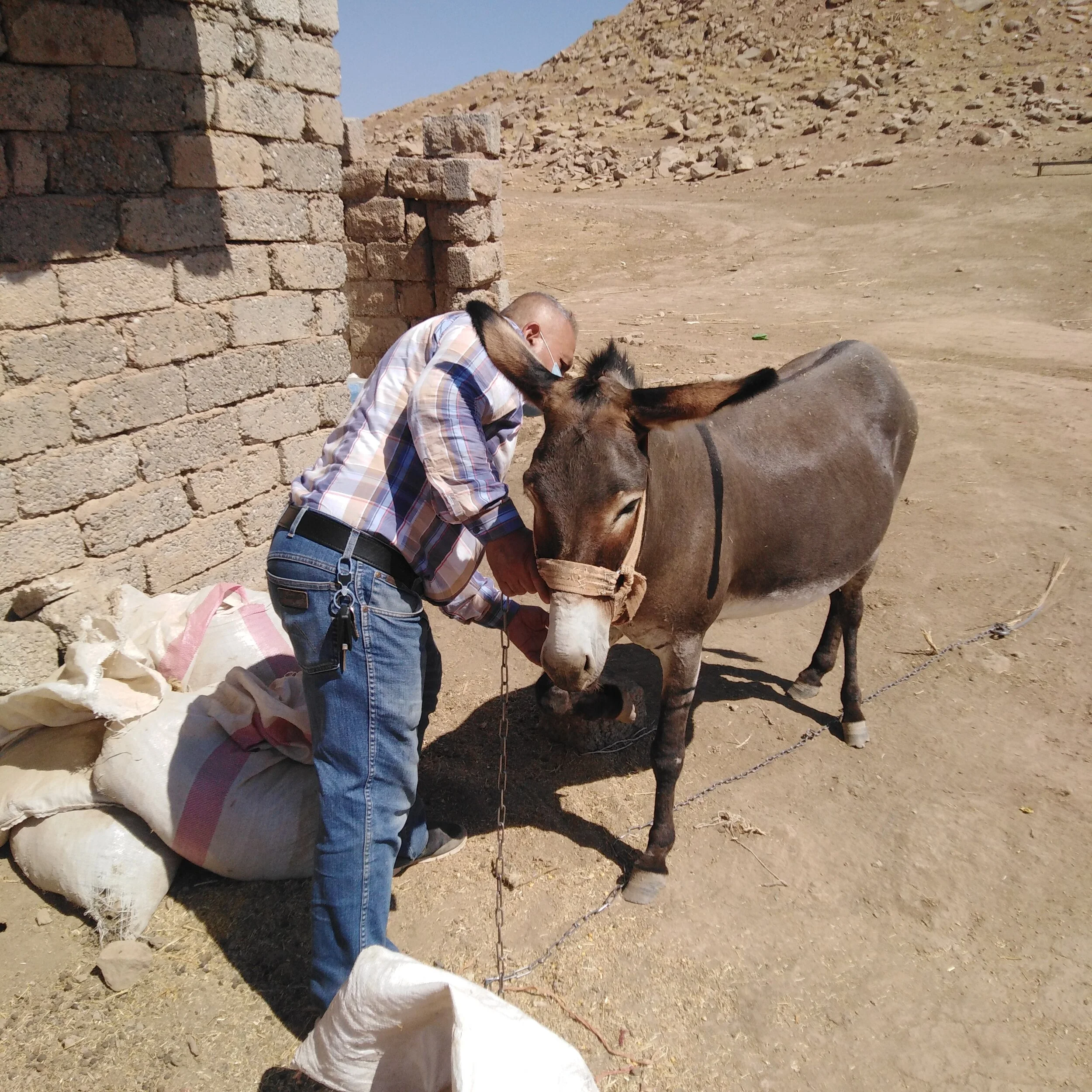 Kurdistan animals benefiting from KOARP — Animal Aid Abroad