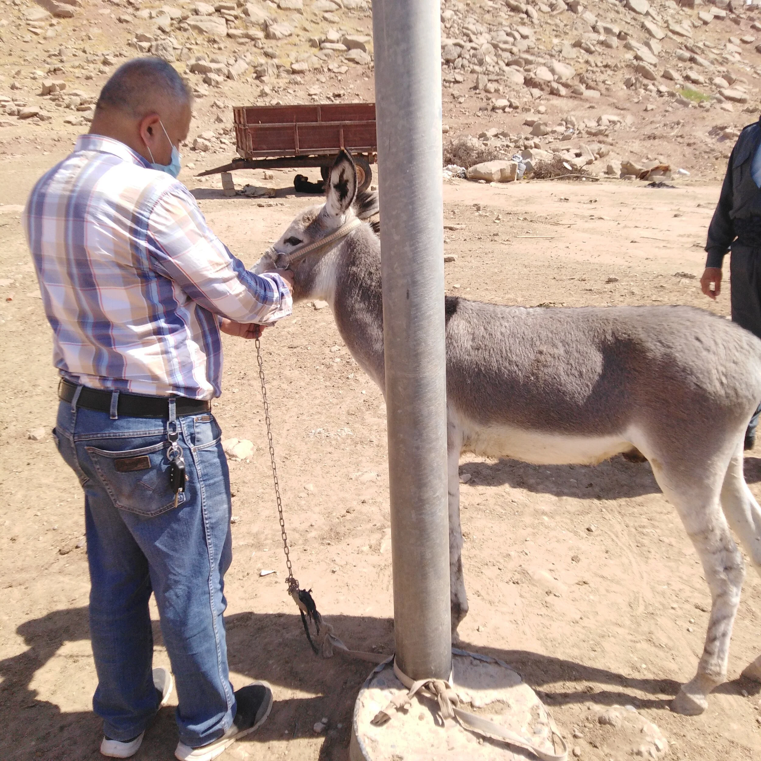 Kurdistan animals benefiting from KOARP — Animal Aid Abroad