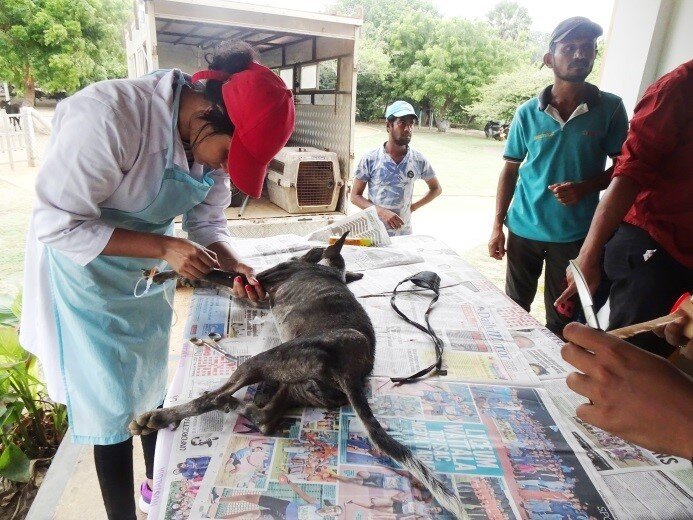 Rabies prevention in Sri Lanka — Animal Aid Abroad