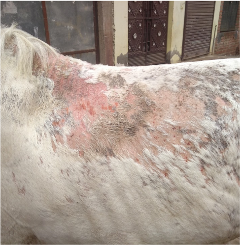 Hope for Horses in India — Animal Aid Abroad