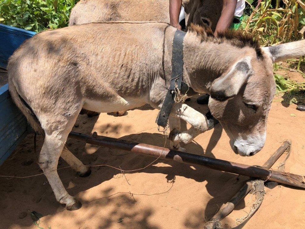 New Partnership Benefits Donkeys in Zimbabwe — Animal Aid Abroad