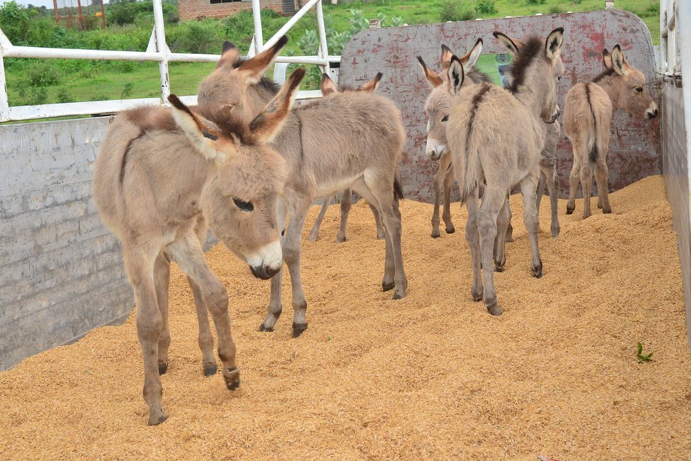 Donkeys Rescued from Sticky Situation — Animal Aid Abroad