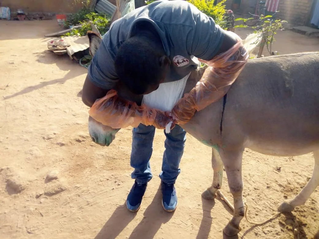 Tanzania Humane Charity (TAHUCHA) - June Activity — Animal Aid Abroad