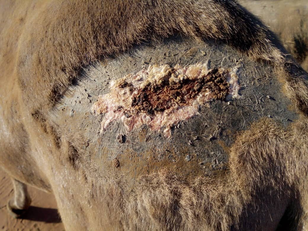 Tanzania Humane Charity (TAHUCHA) - June Activity — Animal Aid Abroad