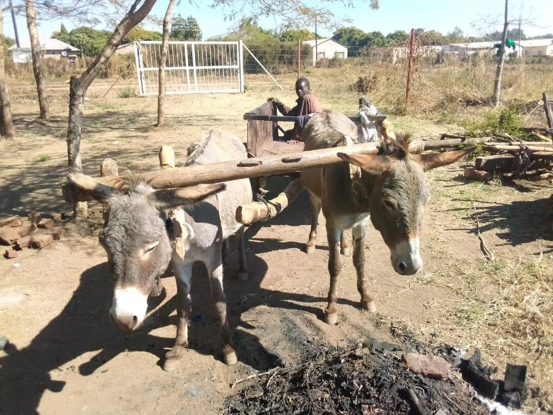 Zambezi Working Donkey Project - Activity Update June 2021 — Animal Aid ...