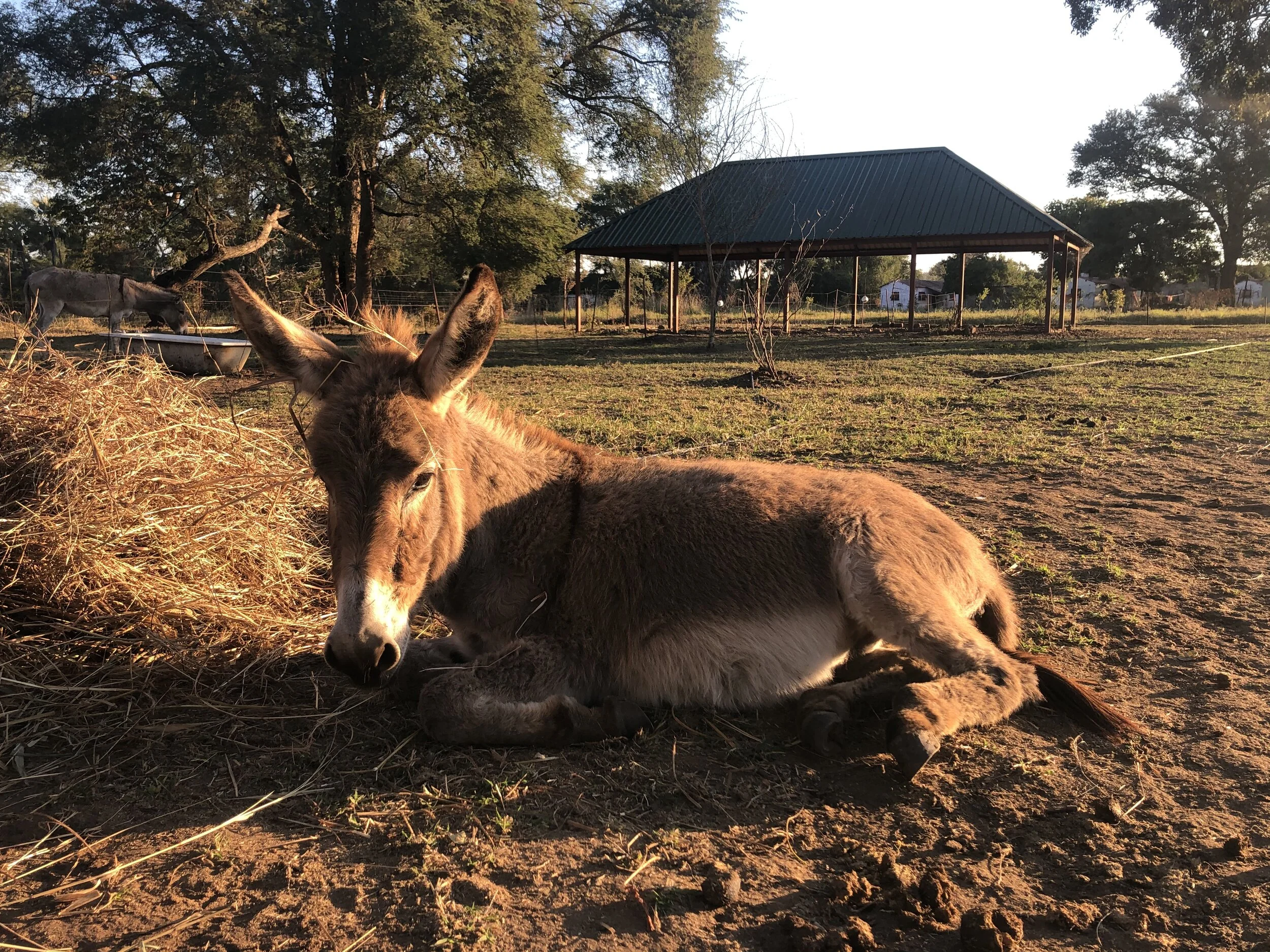 Zambezi Working Donkey Project - Activity Update June 2021 — Animal Aid ...