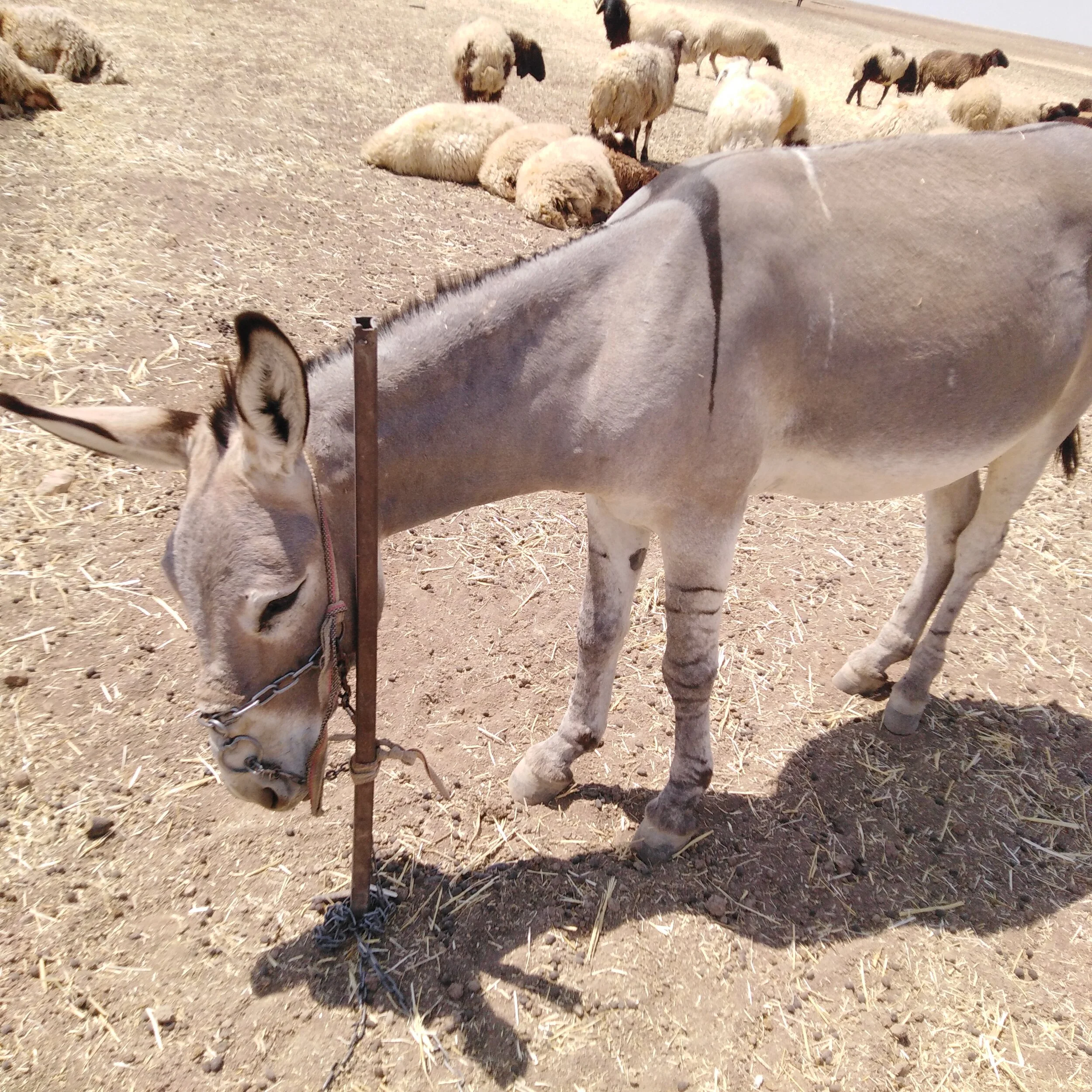 Kurdistan Organization of Animal Rights Protection (KOARP) - JulyDuri ...