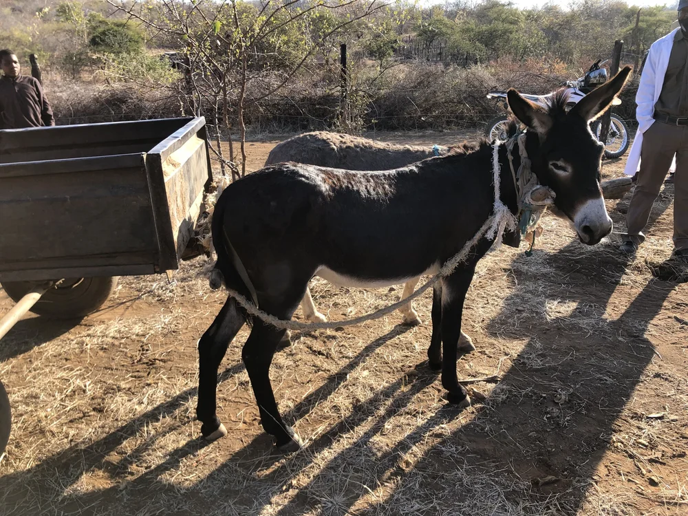 Improving Donkey Welfare in Zimbabwe — Animal Aid Abroad