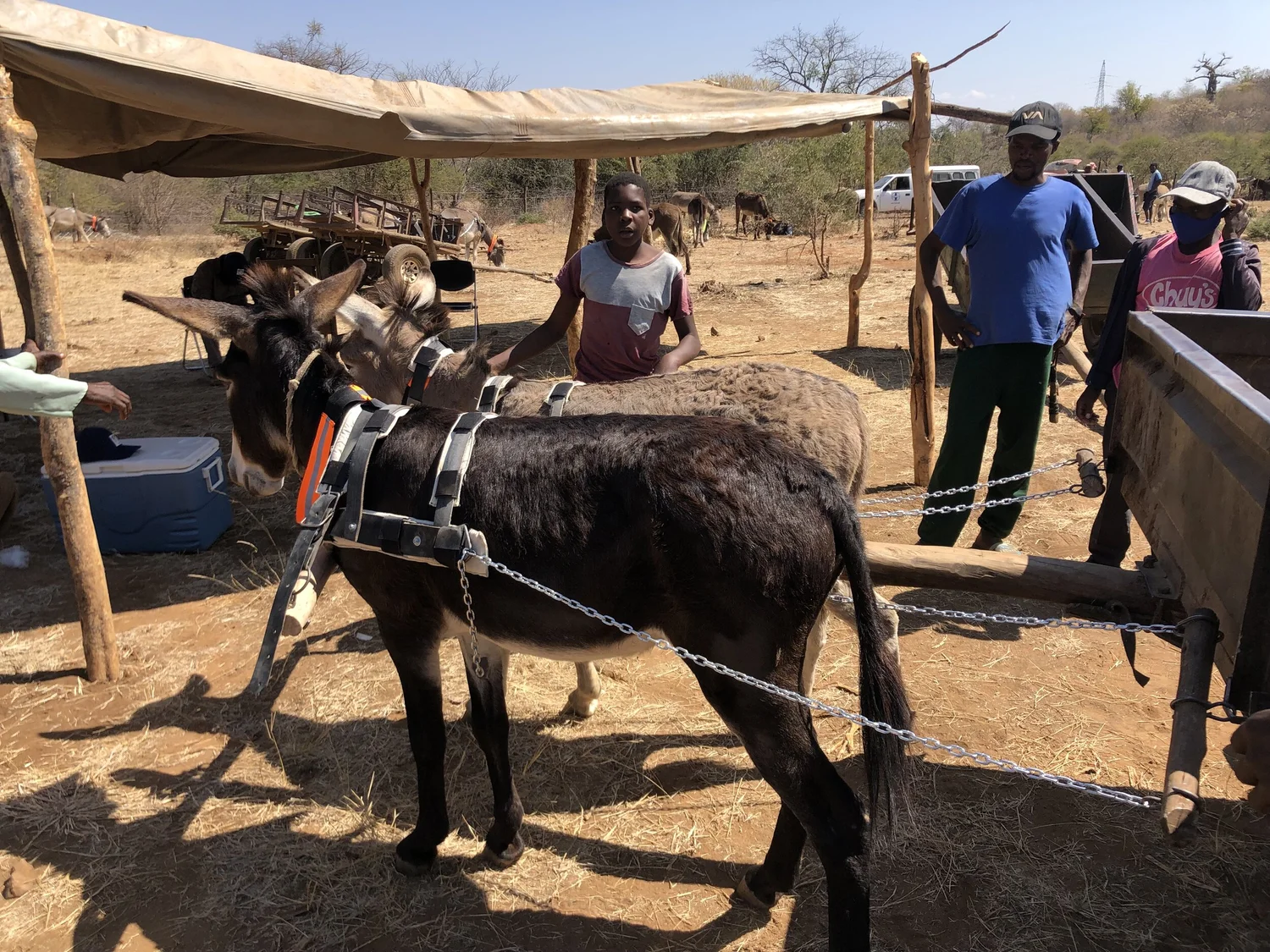 Improving Donkey Welfare in Zimbabwe — Animal Aid Abroad