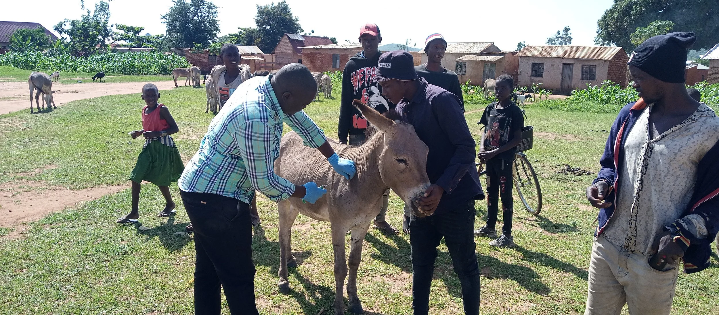 Tanzania Humane Charity December 2022 Report — Animal Aid Abroad