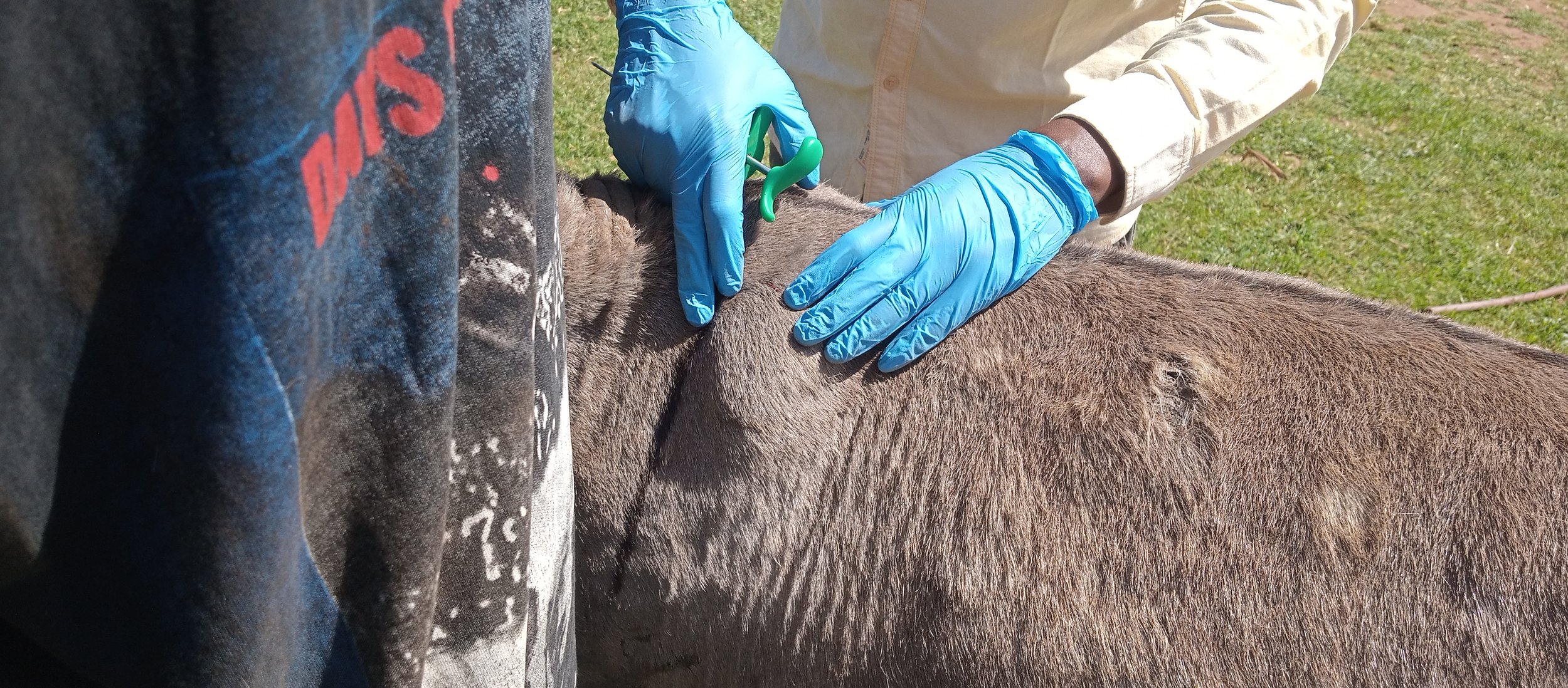 Tanzania Humane Charity December 2022 Report — Animal Aid Abroad