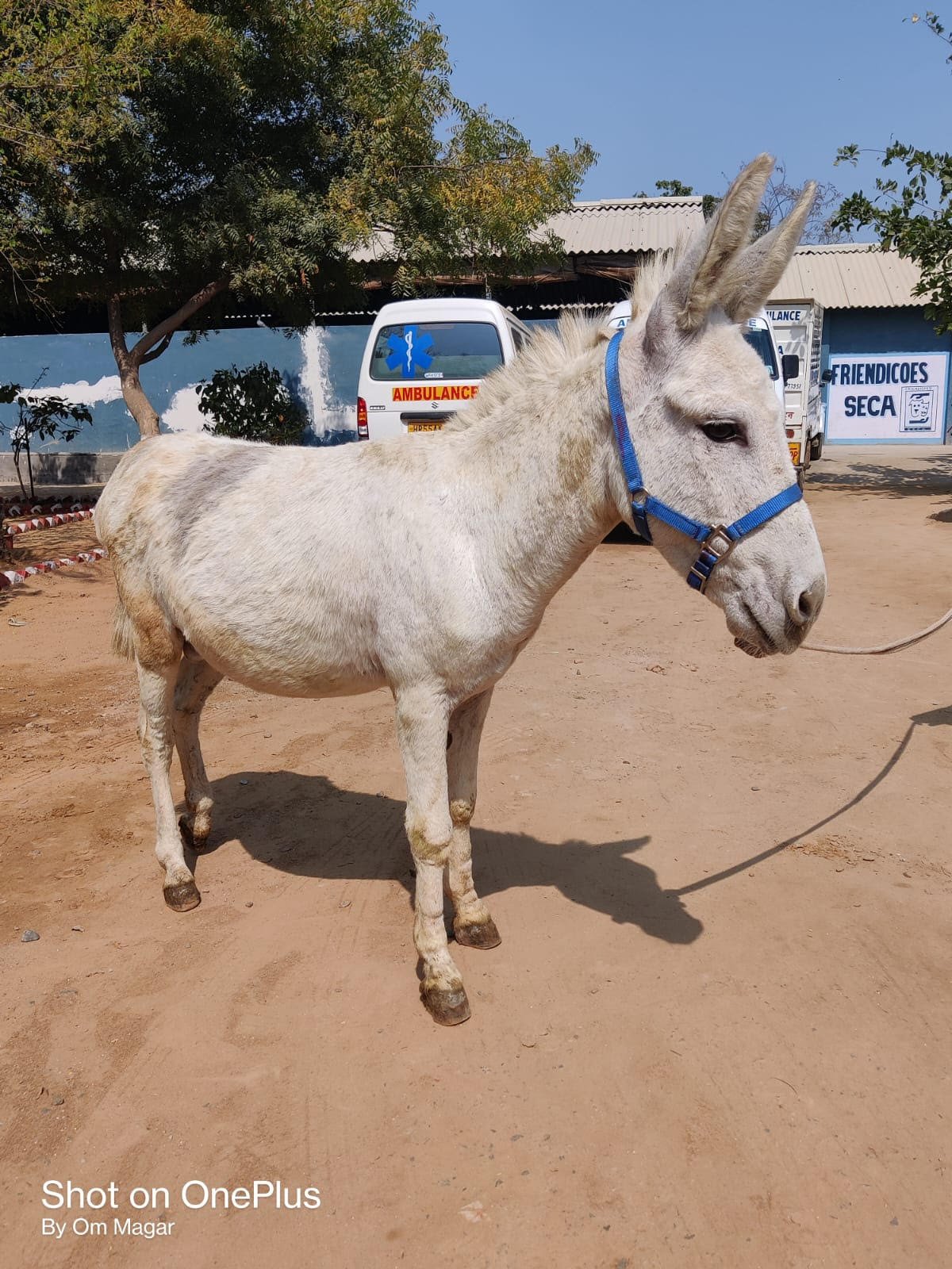 News — Animal Aid Abroad
