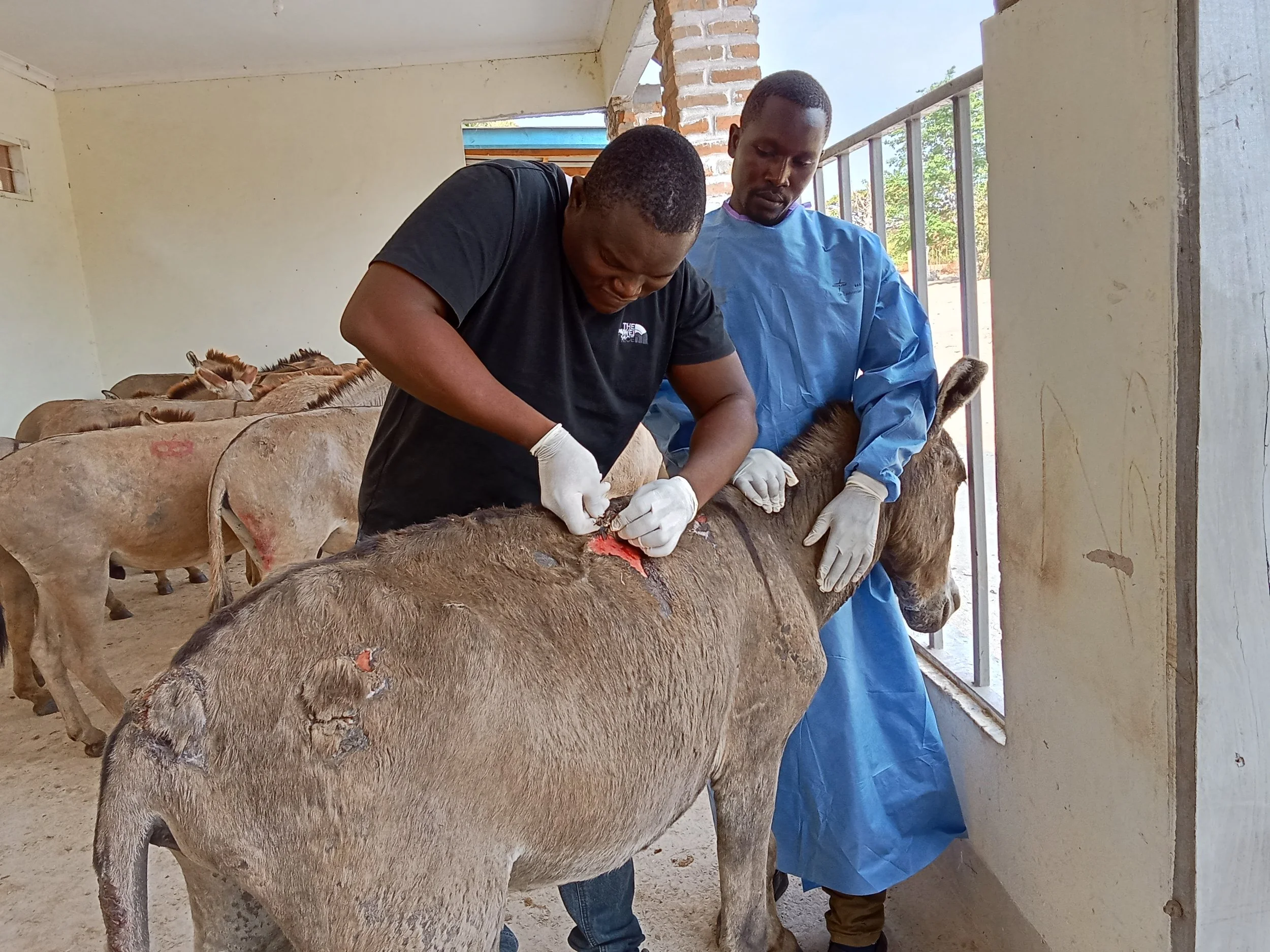Irene the donkey saved from abuse and overworking — Animal Aid Abroad